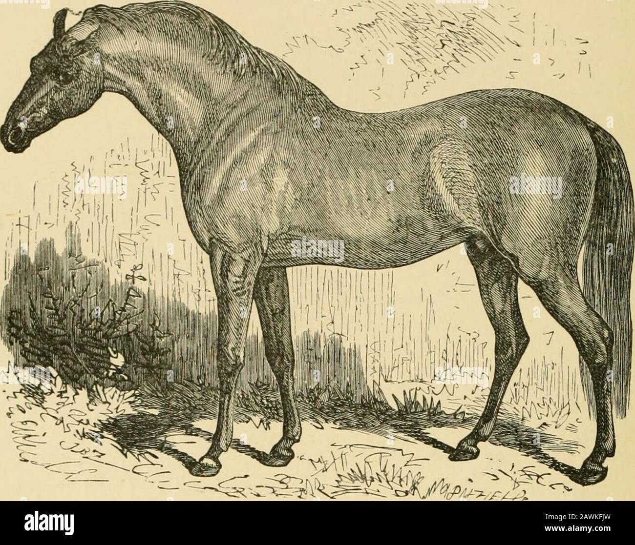 The horse in the stable and the field : his varieties, management in ...