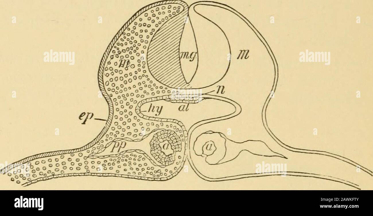 A system of obstetrics . Diagram. The letters of reference are as in ...