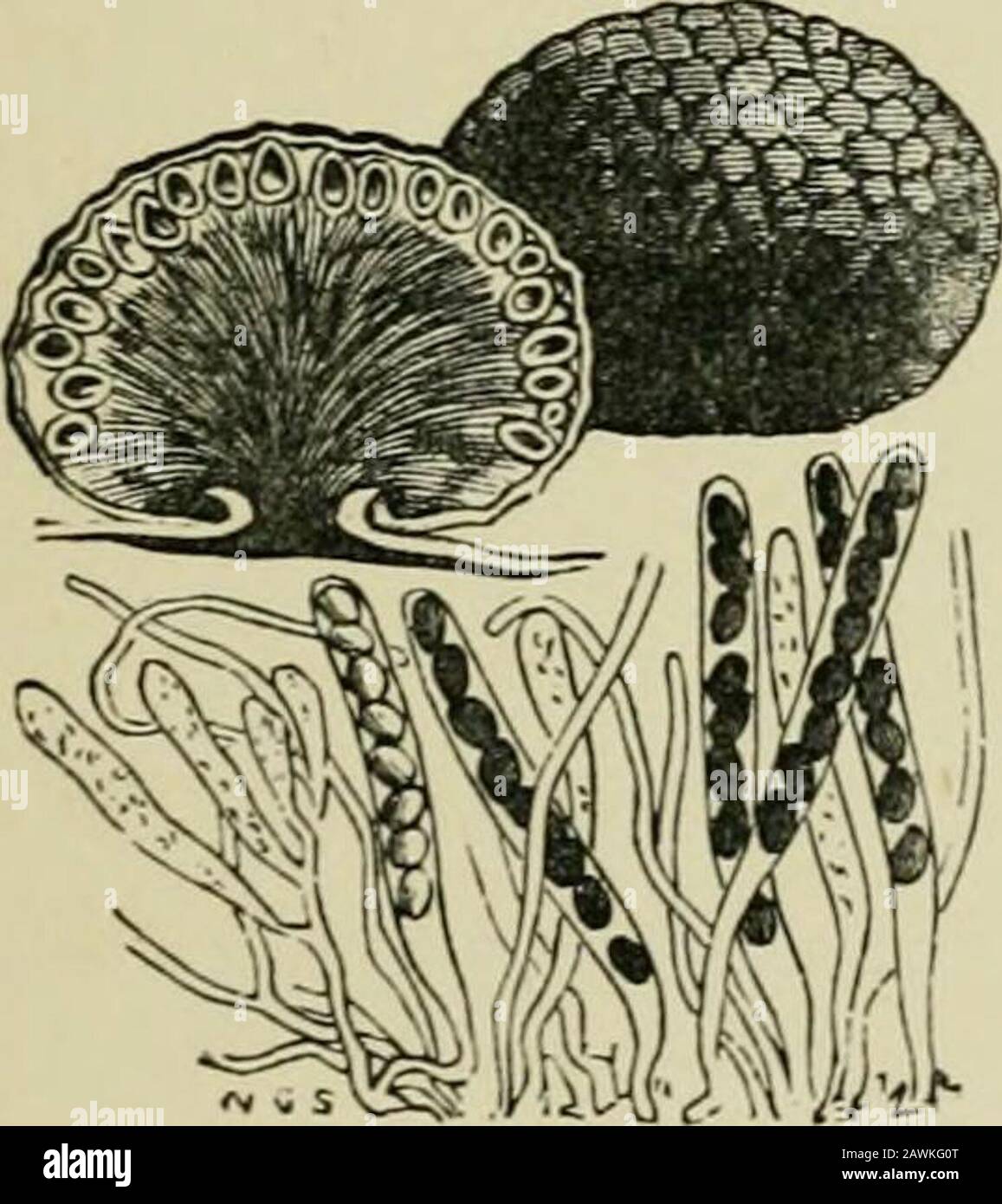 Club shaped leaves hi-res stock photography and images - Alamy