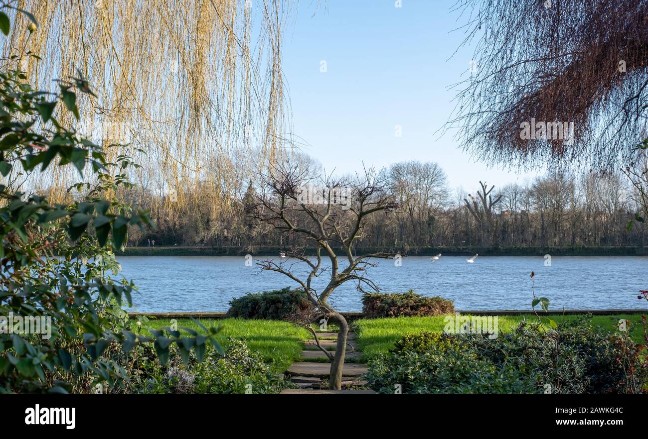 The River Thames, photographed from a garden at Chiswick Mall, west ...