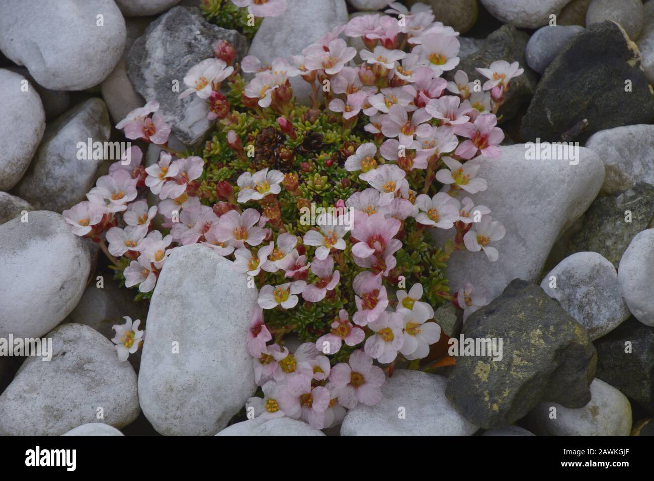 close-up of pastel flowering succulent planting of lots of tiny ...