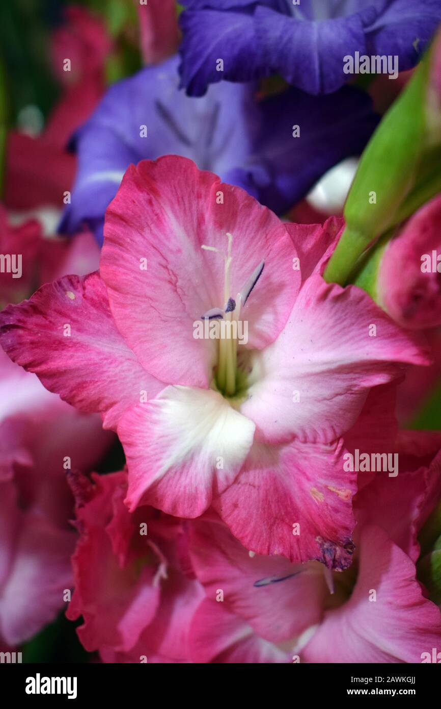 Flower petals in transparent hi-res stock photography and images - Alamy
