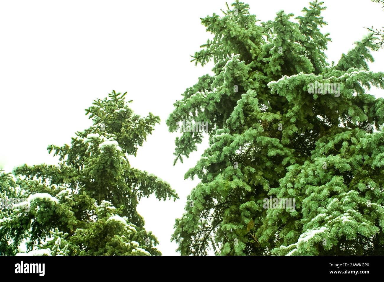 Snowy spruce treetops hi-res stock photography and images - Alamy