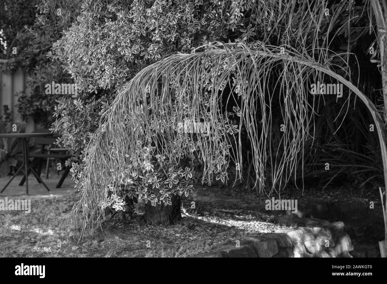 Curved dead palm tree seen at the bottom of a tall tree in the garden ...