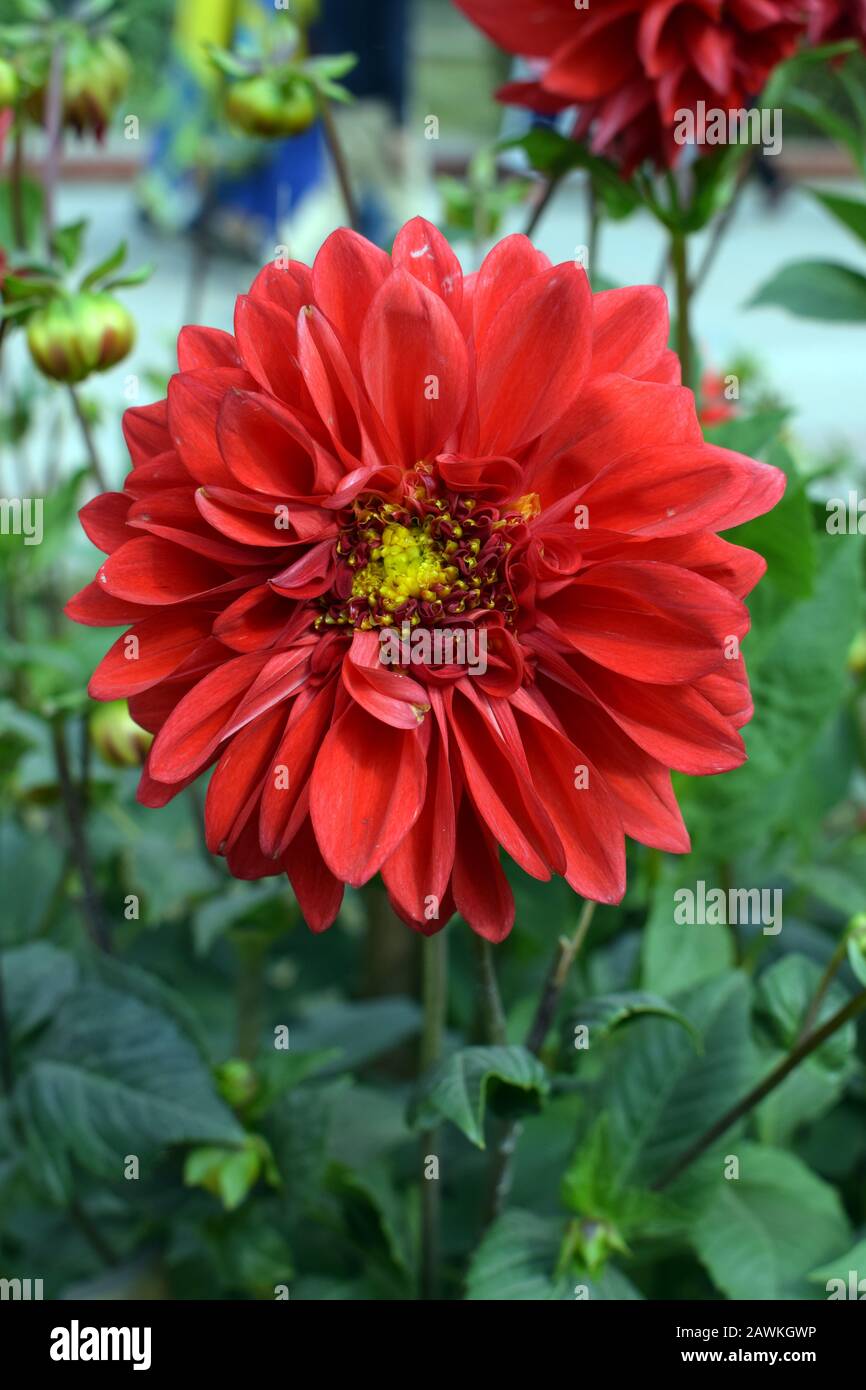 Indian dahlia hi-res stock photography and images - Alamy