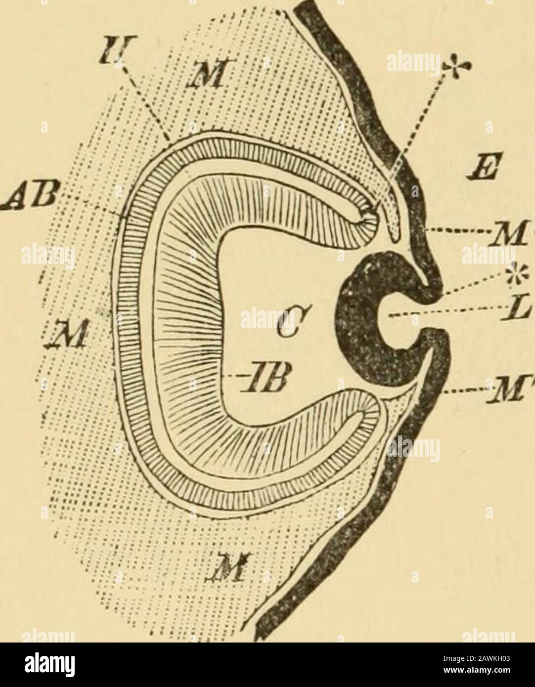 Optic chiasma hi-res stock photography and images - Alamy