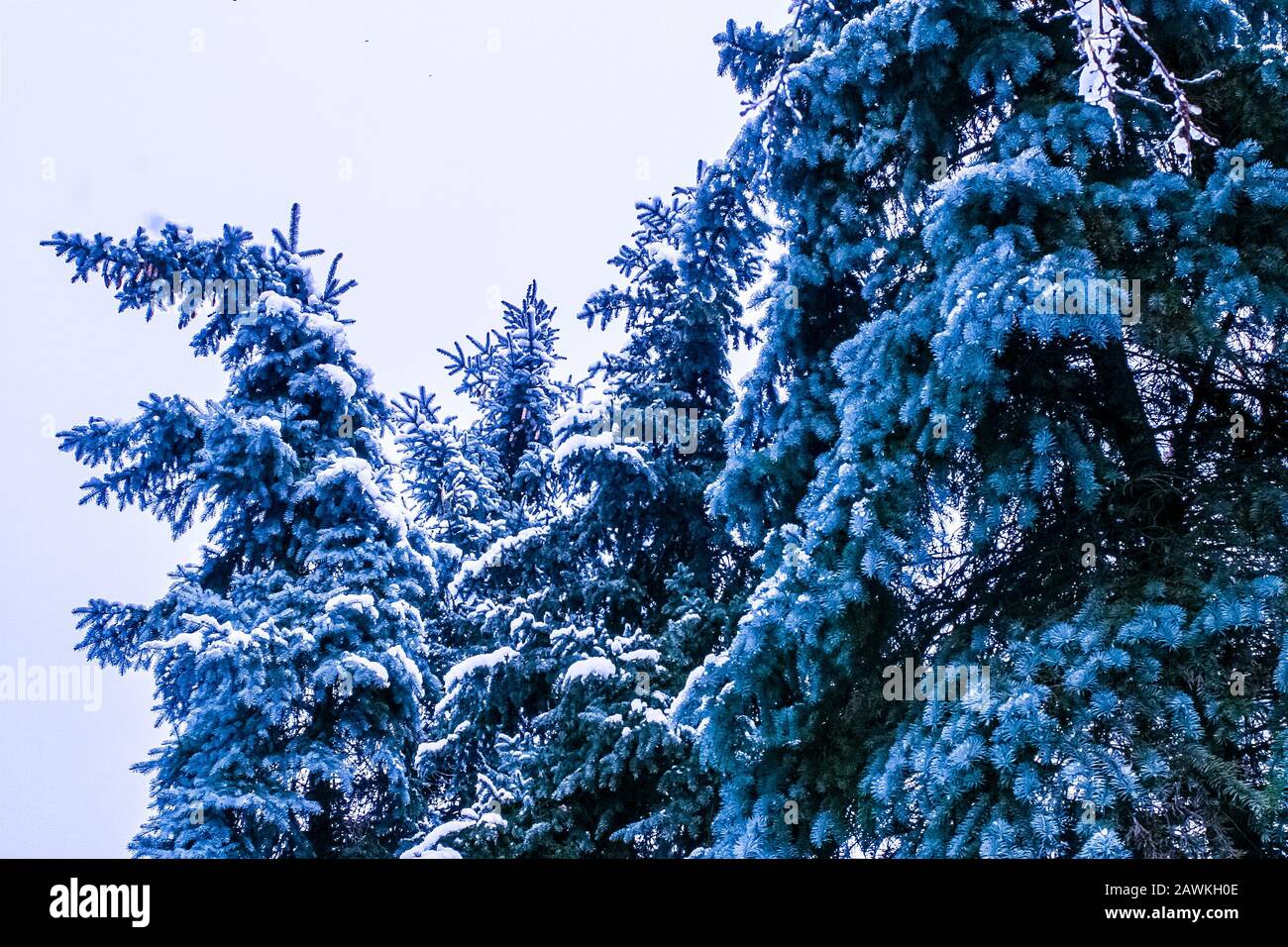 Treetops of Firtrees covered with snow Stock Photo - Alamy