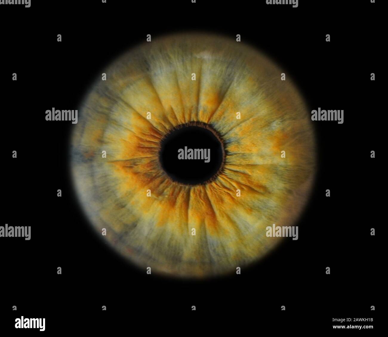 Human eye iris Stock Photo - Alamy