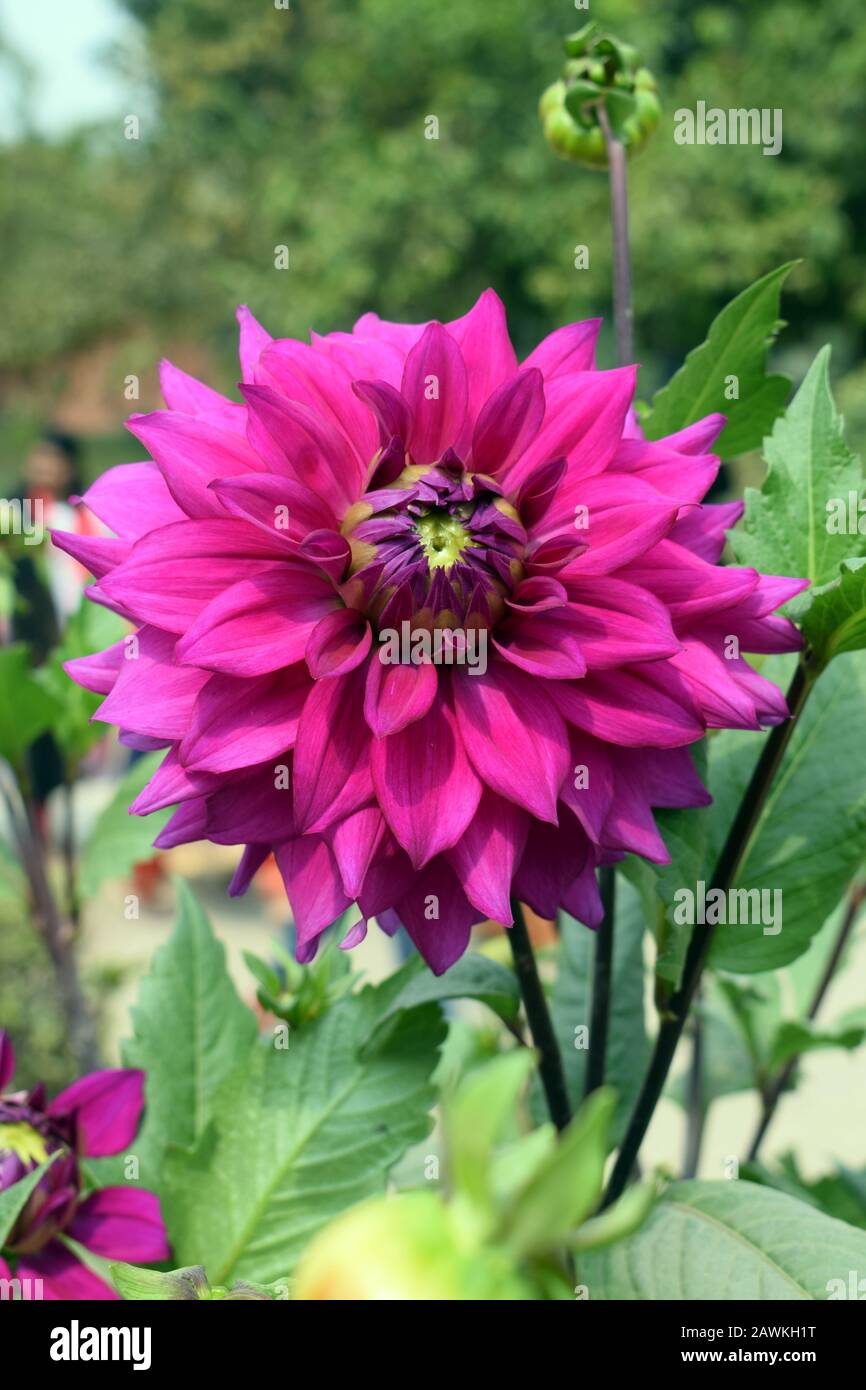 Bengali flower hi-res stock photography and images - Alamy
