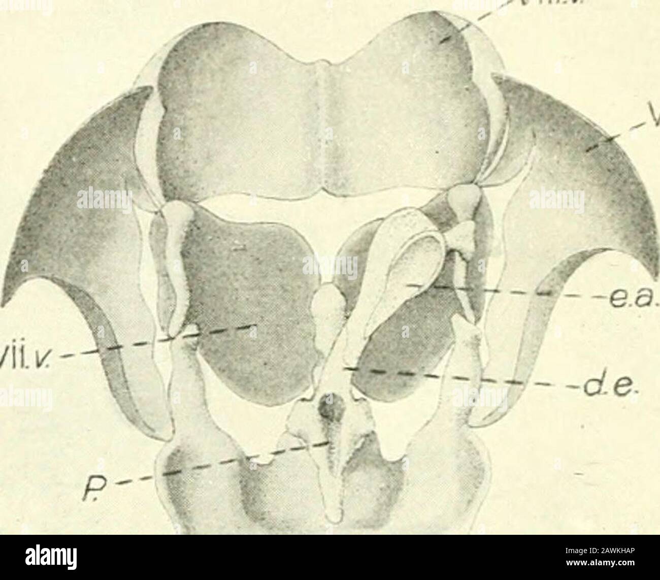 The house-fly, Musca domestica Linn: its structure, habits, development ...