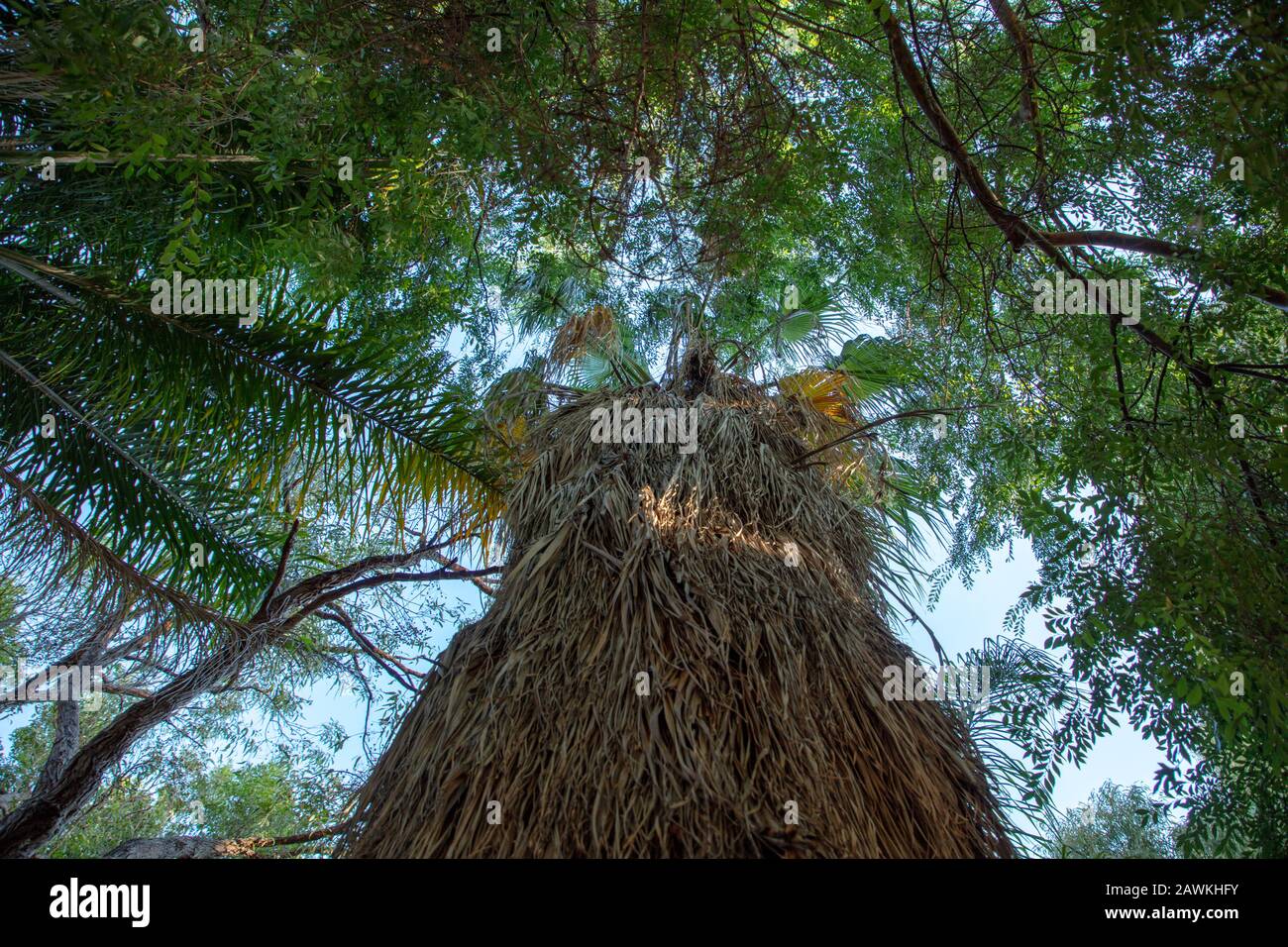 View up tall palm tree with withered leaves around the trunk in the ...