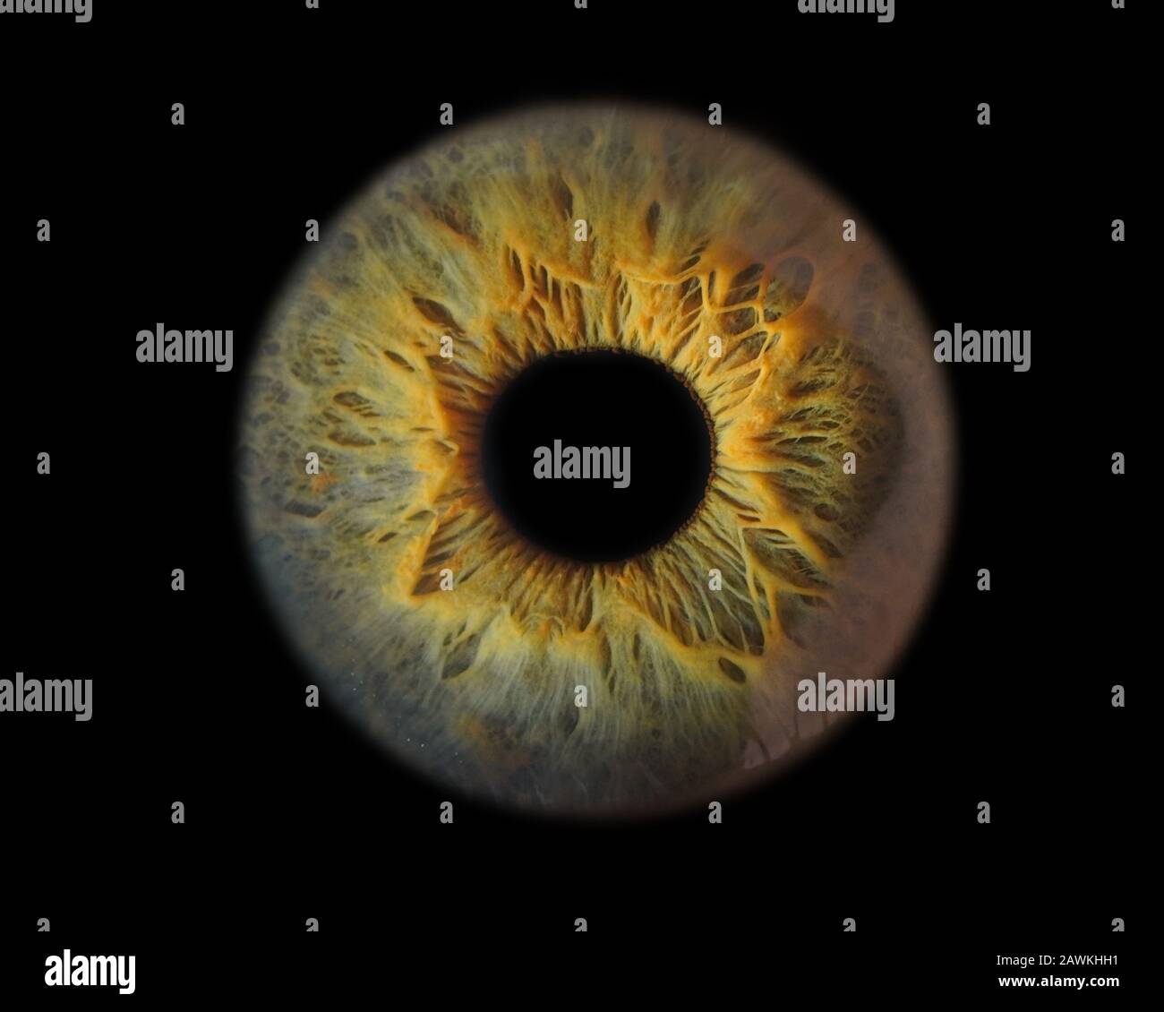 Human eye iris Stock Photo - Alamy