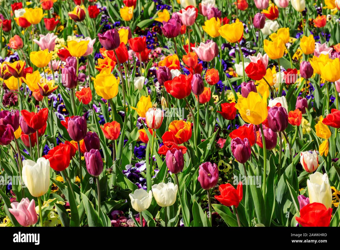 Colourful Fields High Resolution Stock Photography and Images - Alamy