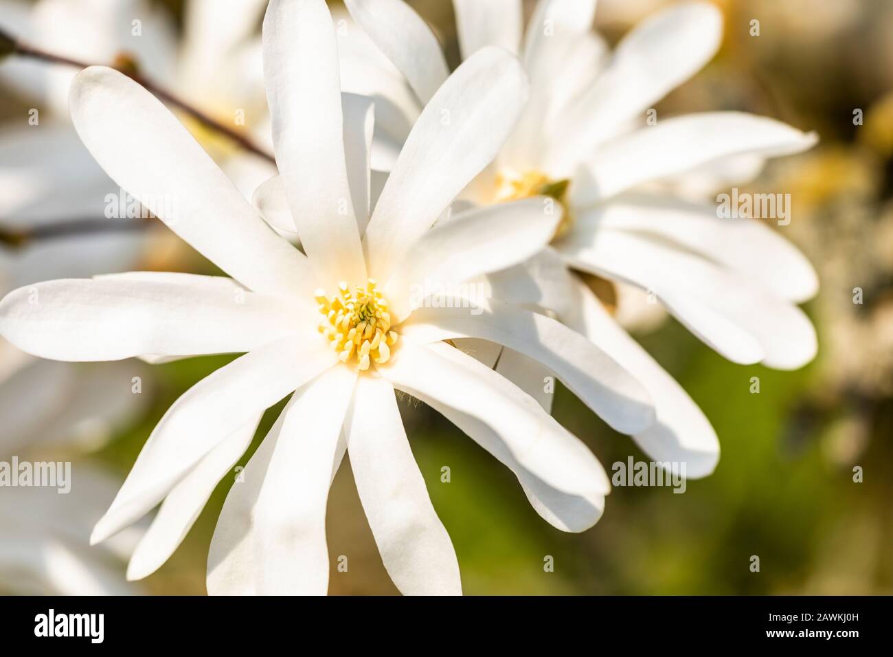 Star Magnolia Magnolia Stellata High Resolution Stock Photography and ...