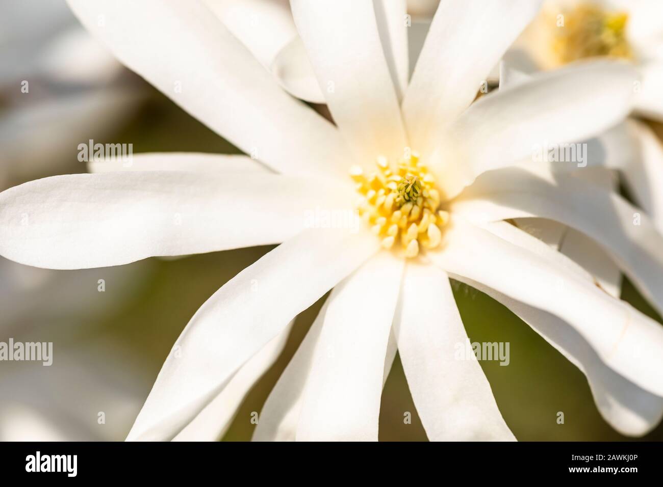 Star Magnolia Magnolia Stellata High Resolution Stock Photography and ...