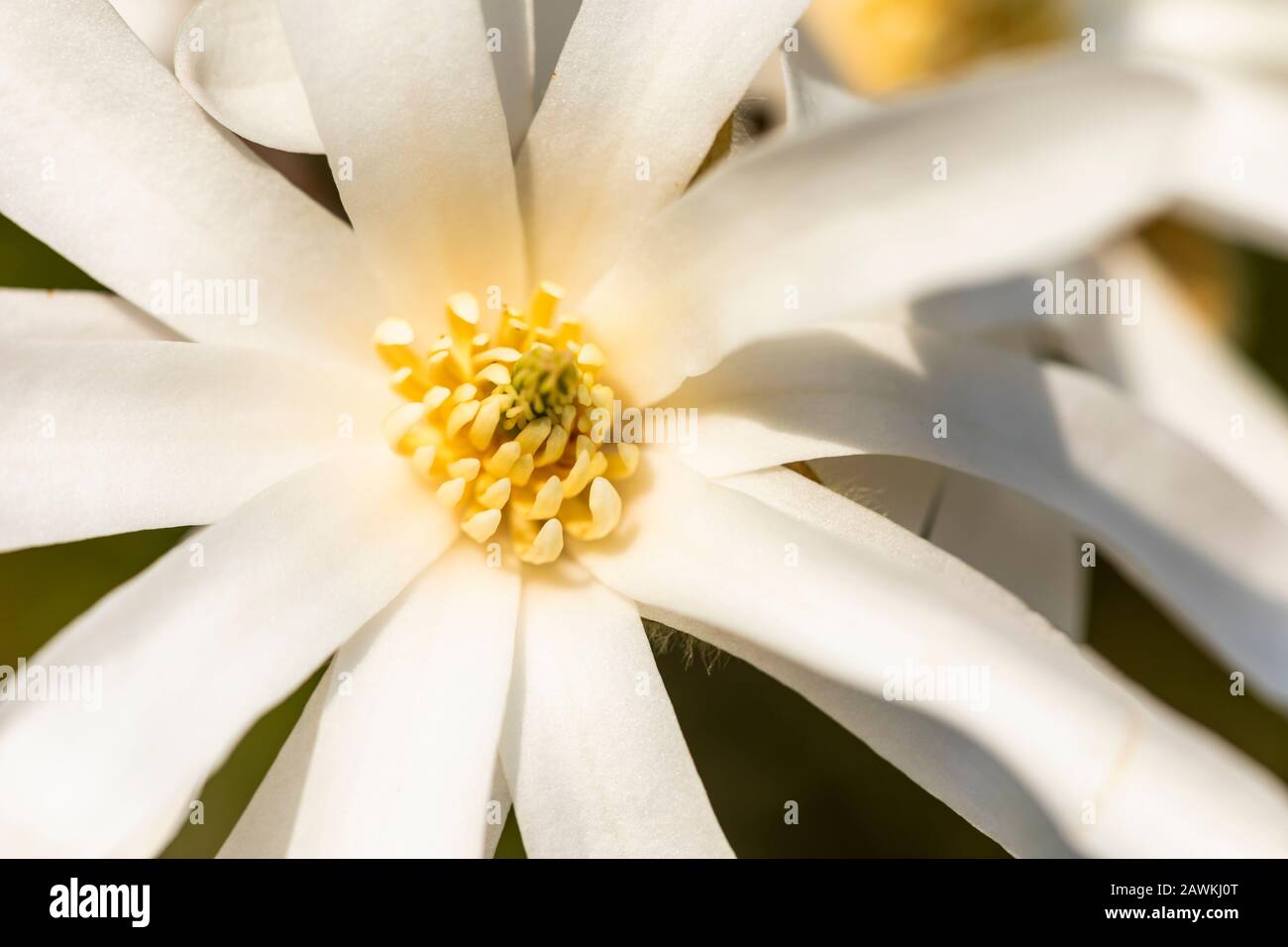 Star Magnolia Magnolia Stellata High Resolution Stock Photography and ...