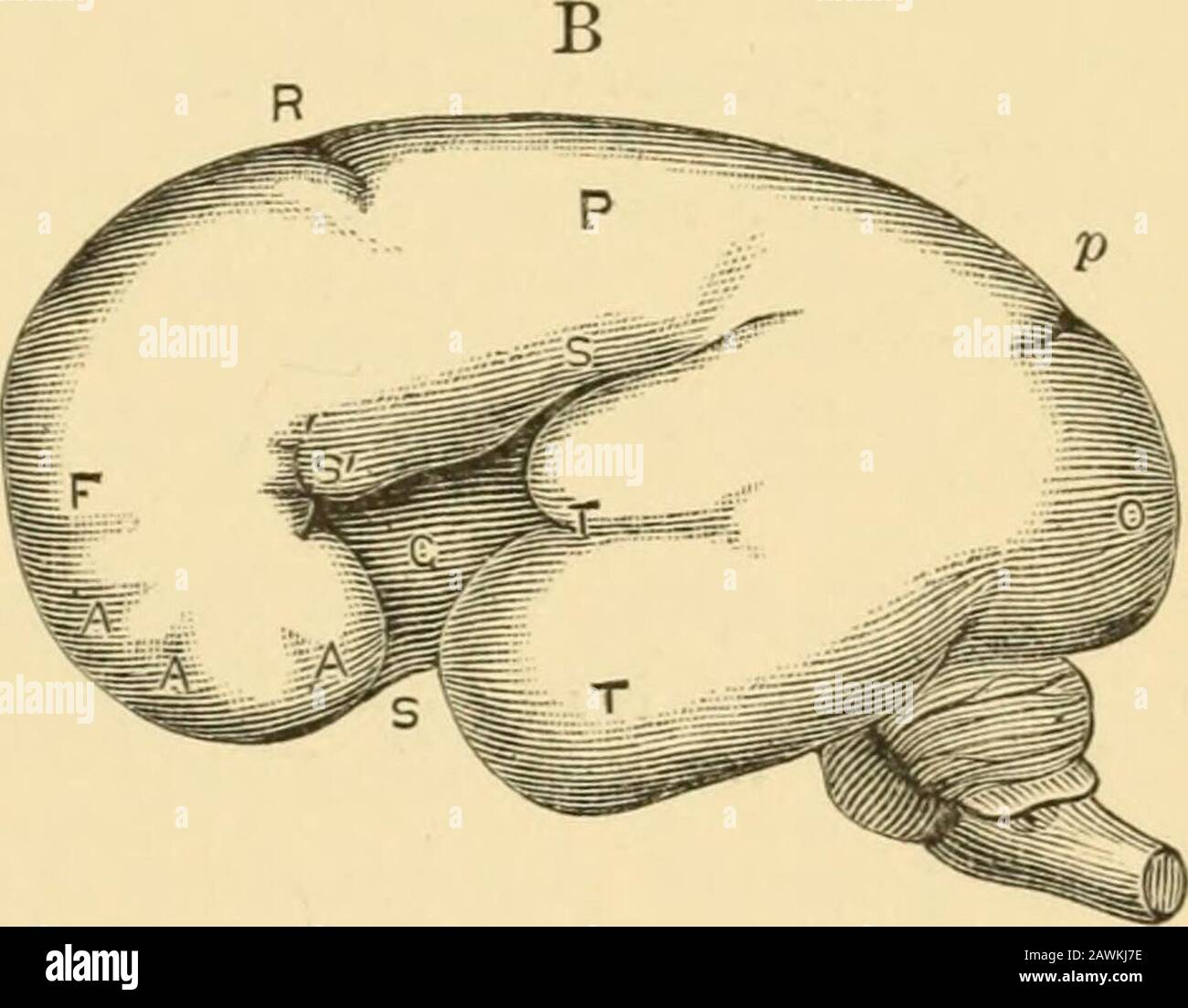 Anterior frontal lobe brain hi-res stock photography and images - Alamy