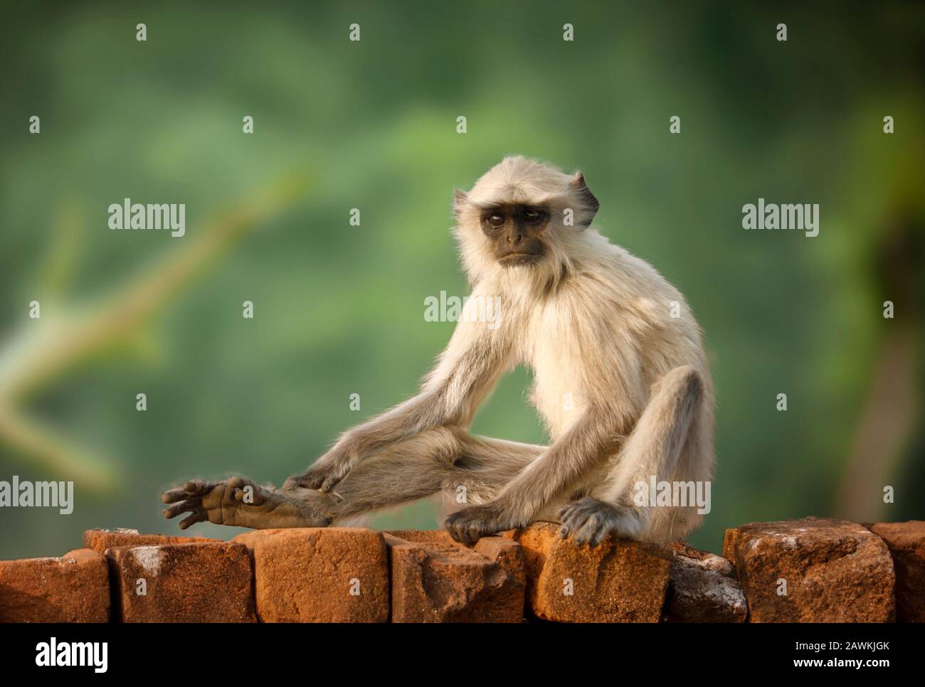 monkey is sitting at attractive pose on brick Stock Photo - Alamy