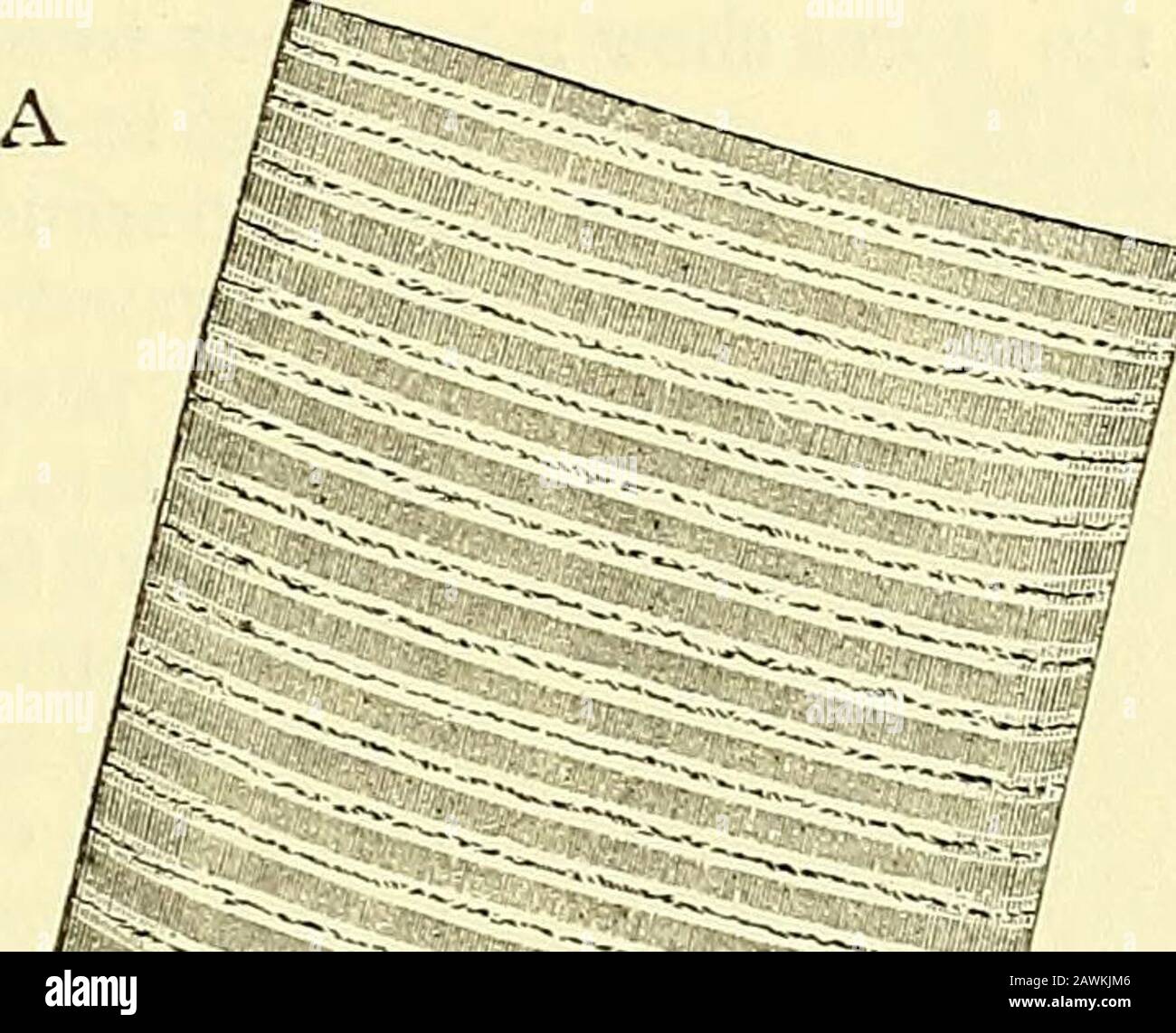 Sarcolemma hi-res stock photography and images - Alamy