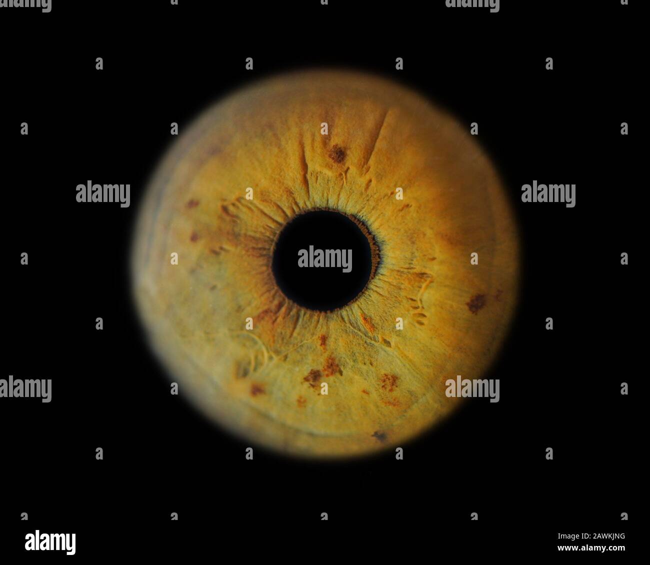 Human eye iris Stock Photo - Alamy