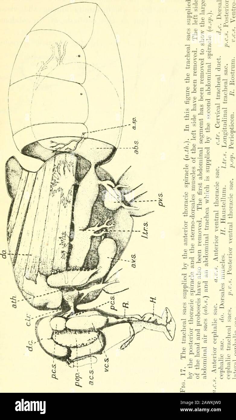 The house-fly, Musca domestica Linn: its structure, habits, development ...
