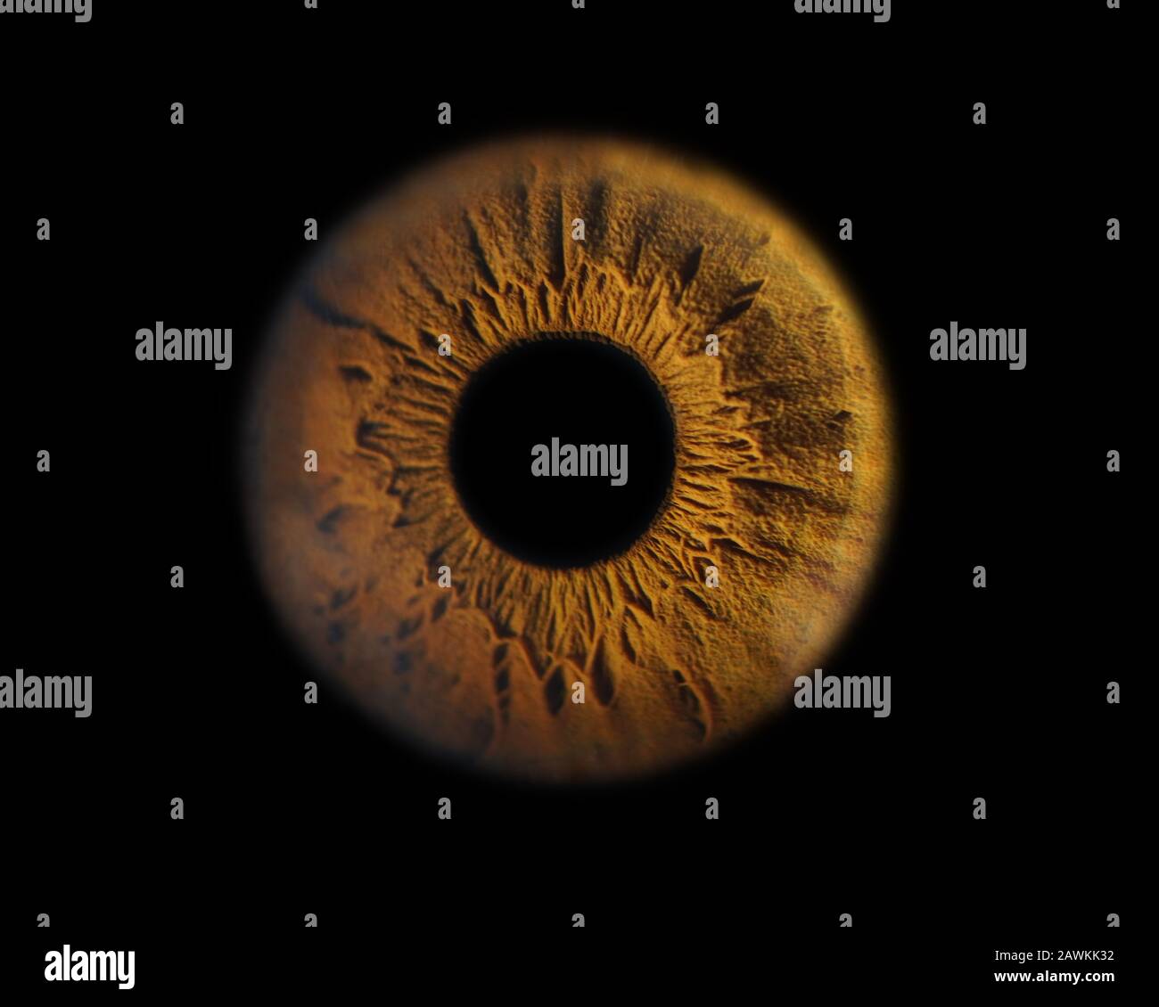 Human eye iris Stock Photo - Alamy