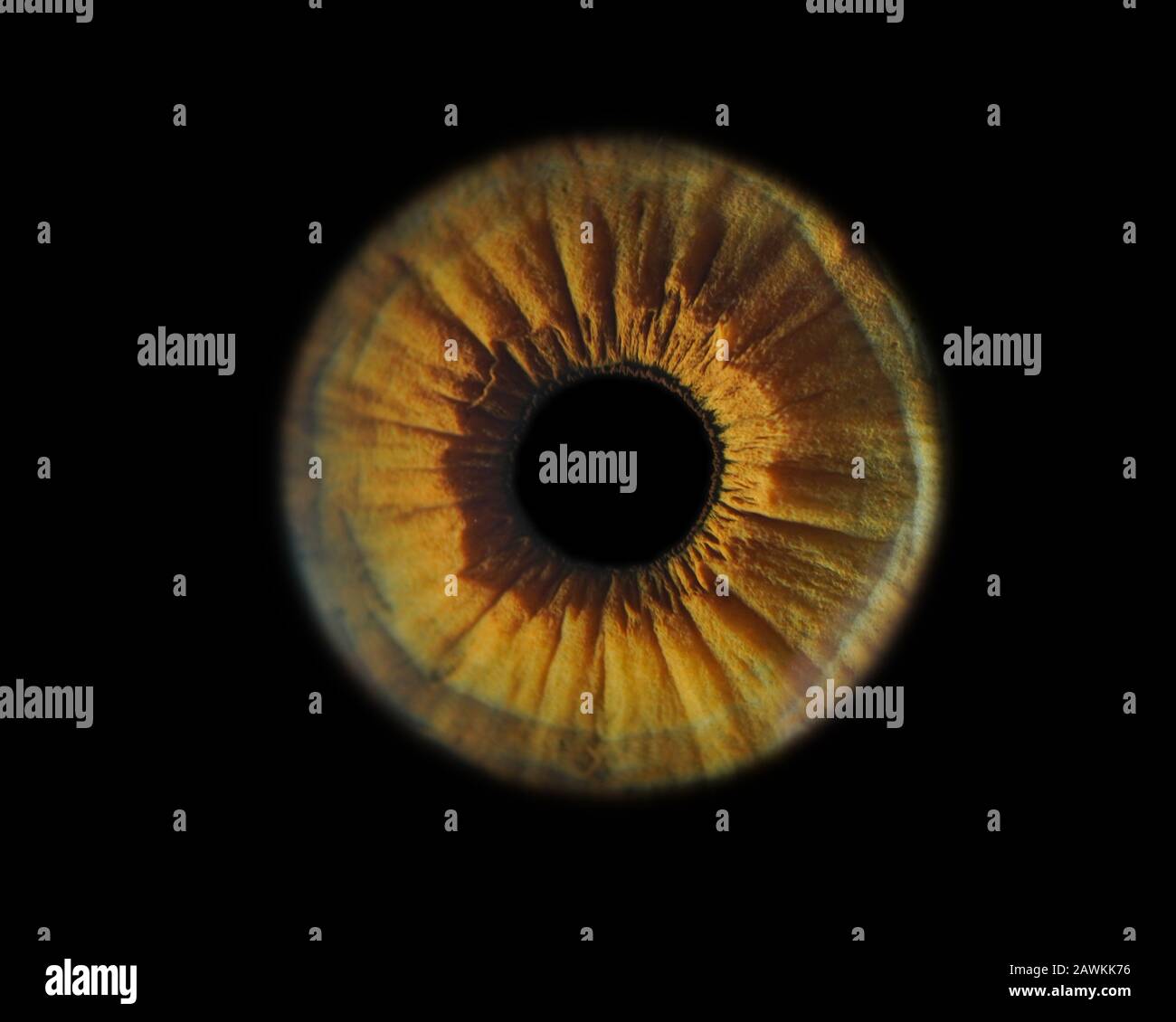 Human eye iris Stock Photo - Alamy