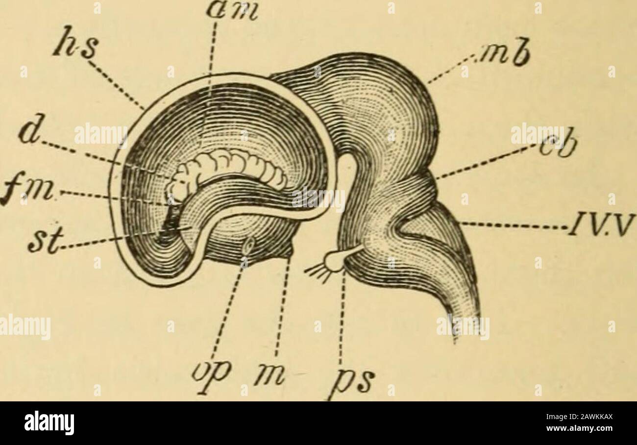 A system of obstetrics . Fig. 87.—(From Kolliker.) Central Nervous ...