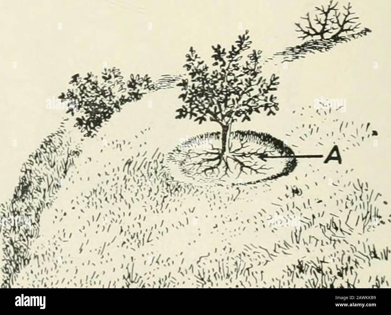 Garden planning and planting . ..it^X.;^ iiUhU^-iil-Xi^. FIG. 4 ...