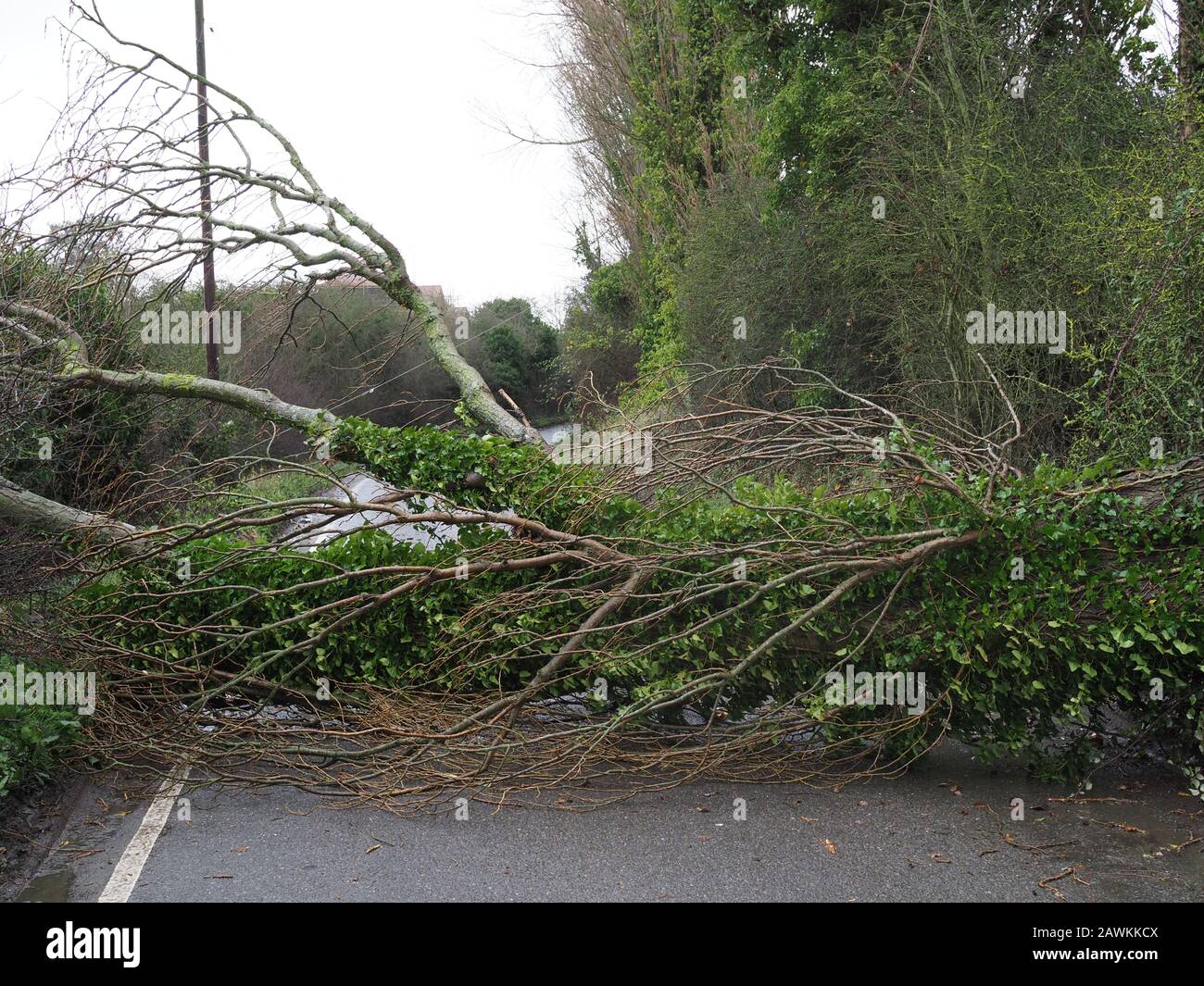 Tree fallen across road hi-res stock photography and images - Alamy