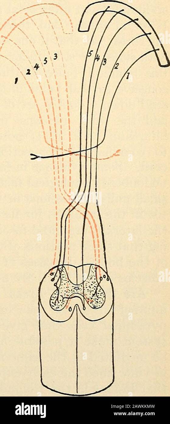 Rubrospinal tract hi-res stock photography and images - Alamy
