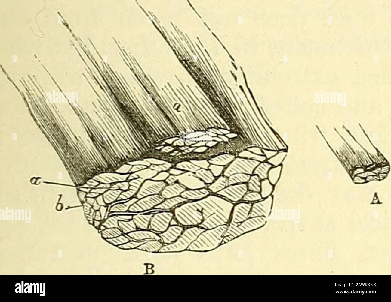 Endomysium hi-res stock photography and images - Alamy