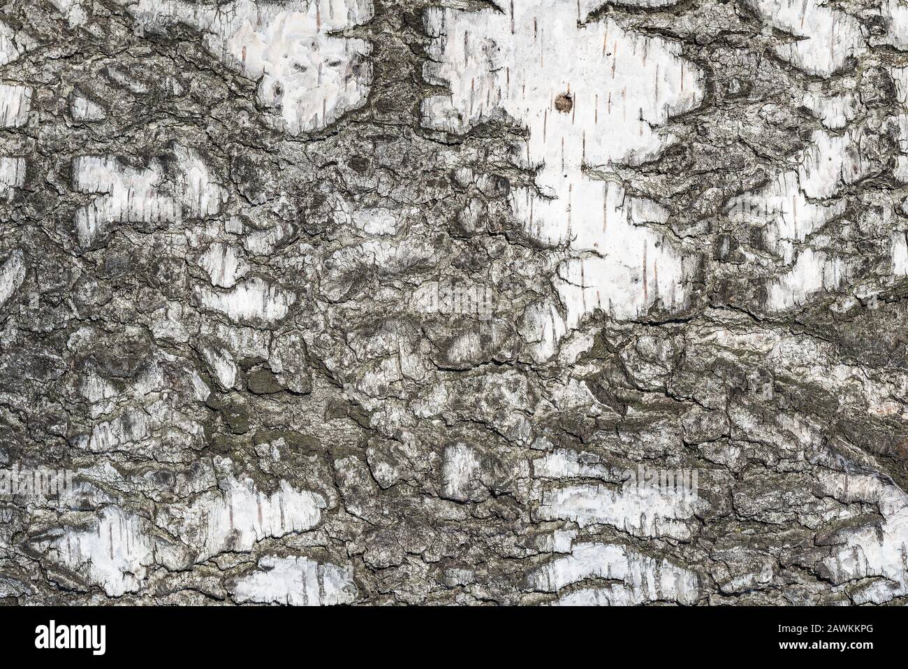 Birch tree bark texture Stock Photo - Alamy