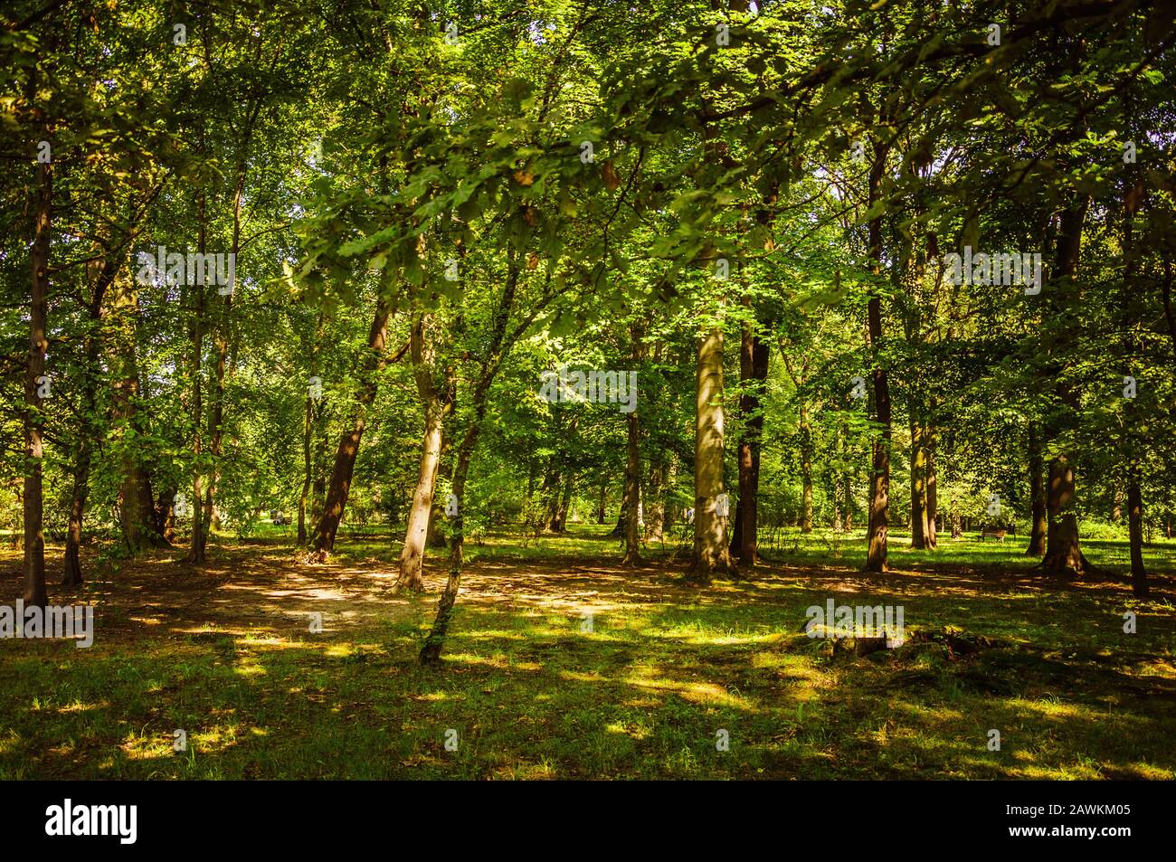 Deep green forest under sunny weather Stock Photo - Alamy