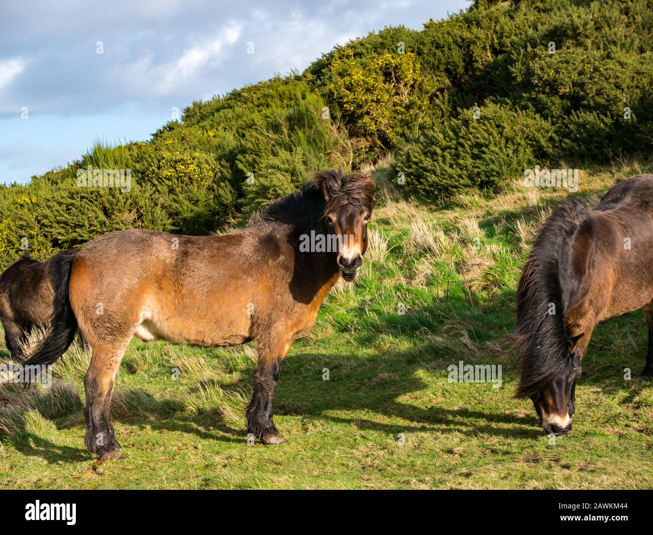 Semi-feral wild Exmoor ponies on Traprain Law, part of a grass ...