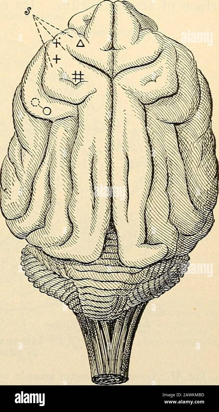 Sensory areas of the brain hi-res stock photography and images - Alamy