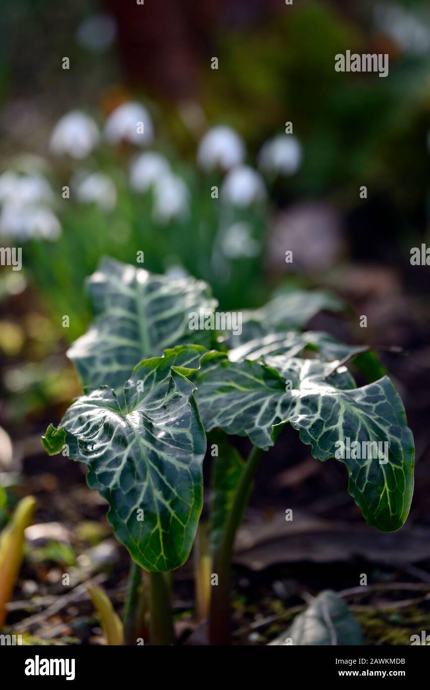 Arum concinnatum Mount Ida,mottled,spotted,leaves,foliage,shades of ...