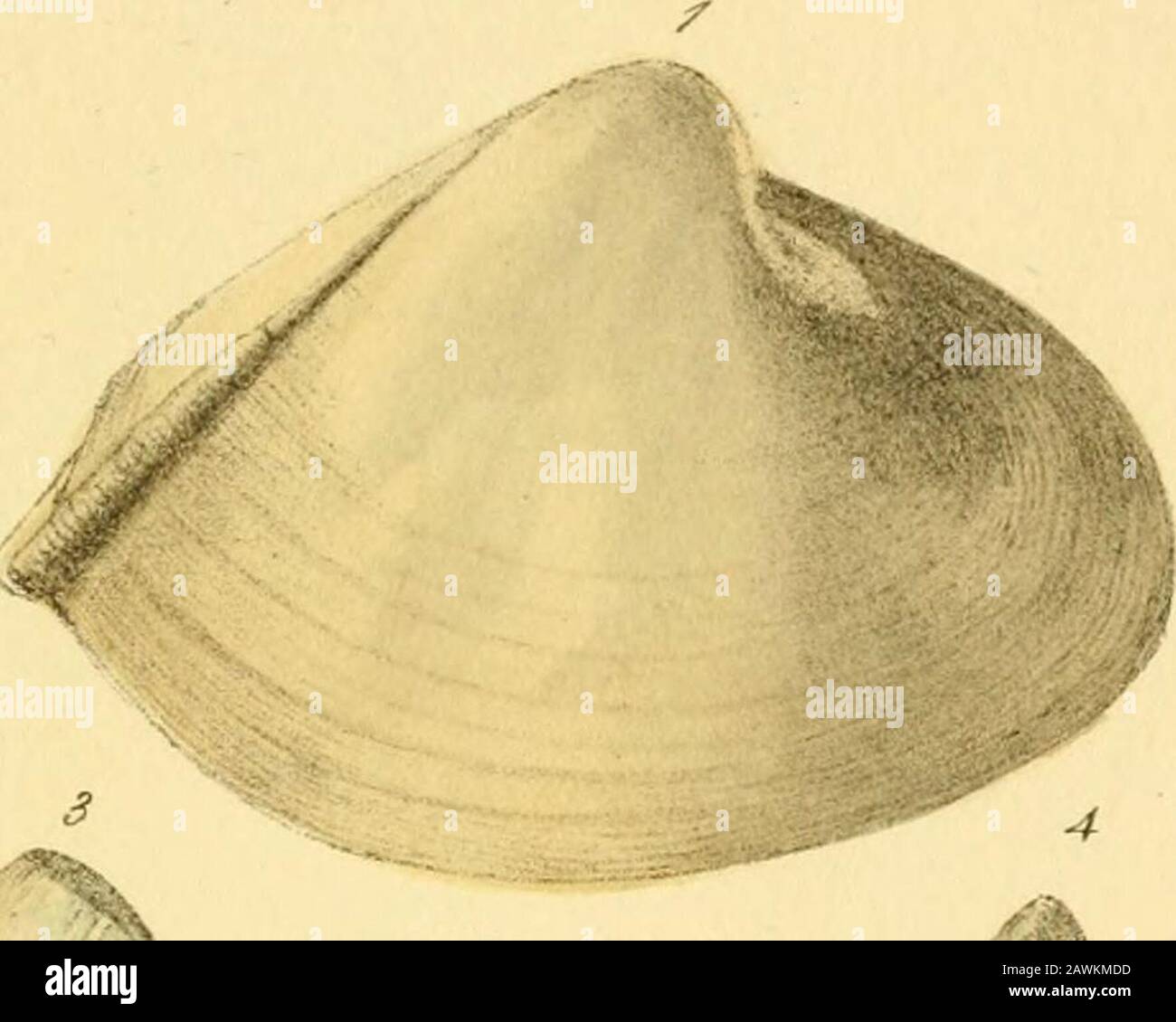 Rokat hi-res stock photography and images - Alamy