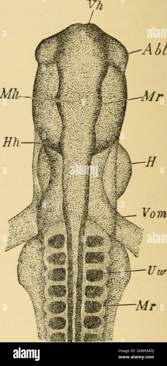 A system of obstetrics . Fig. 83.—(From Kolliker.) Chick Embryo J inch ...