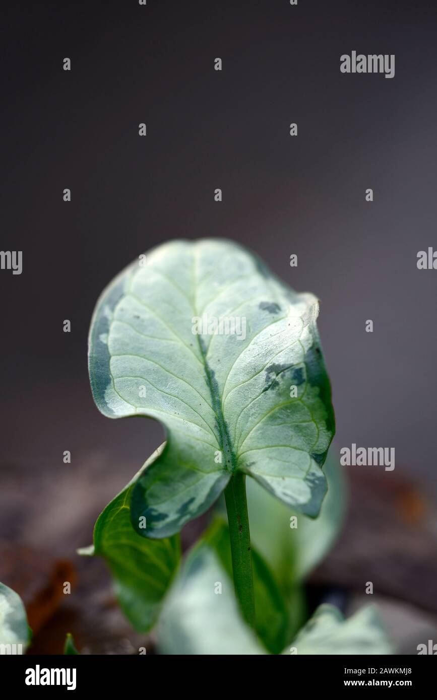 Arum italicum monksilver hi-res stock photography and images - Alamy