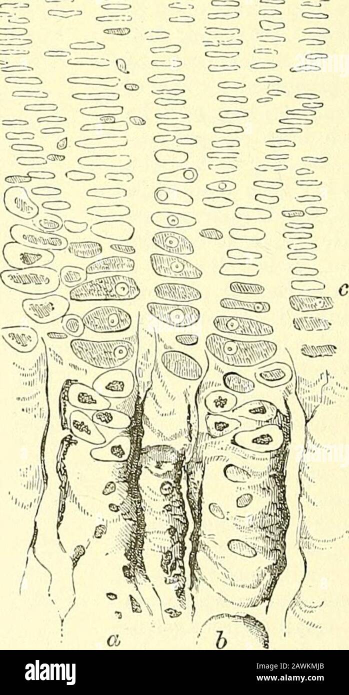 Cartilage matrix hi-res stock photography and images - Alamy