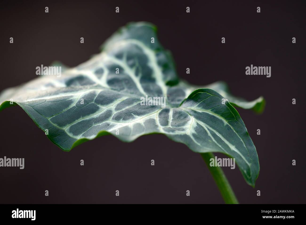 Arum italicum Taff's Giant,mottled,spotted,leaves,foliage,shades of ...
