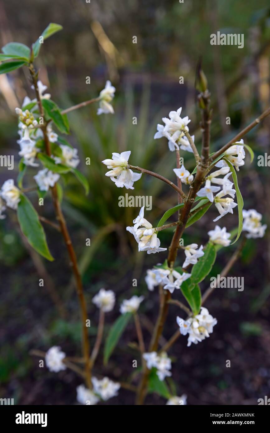 Winter flowering shrubs house hi-res stock photography and images - Alamy