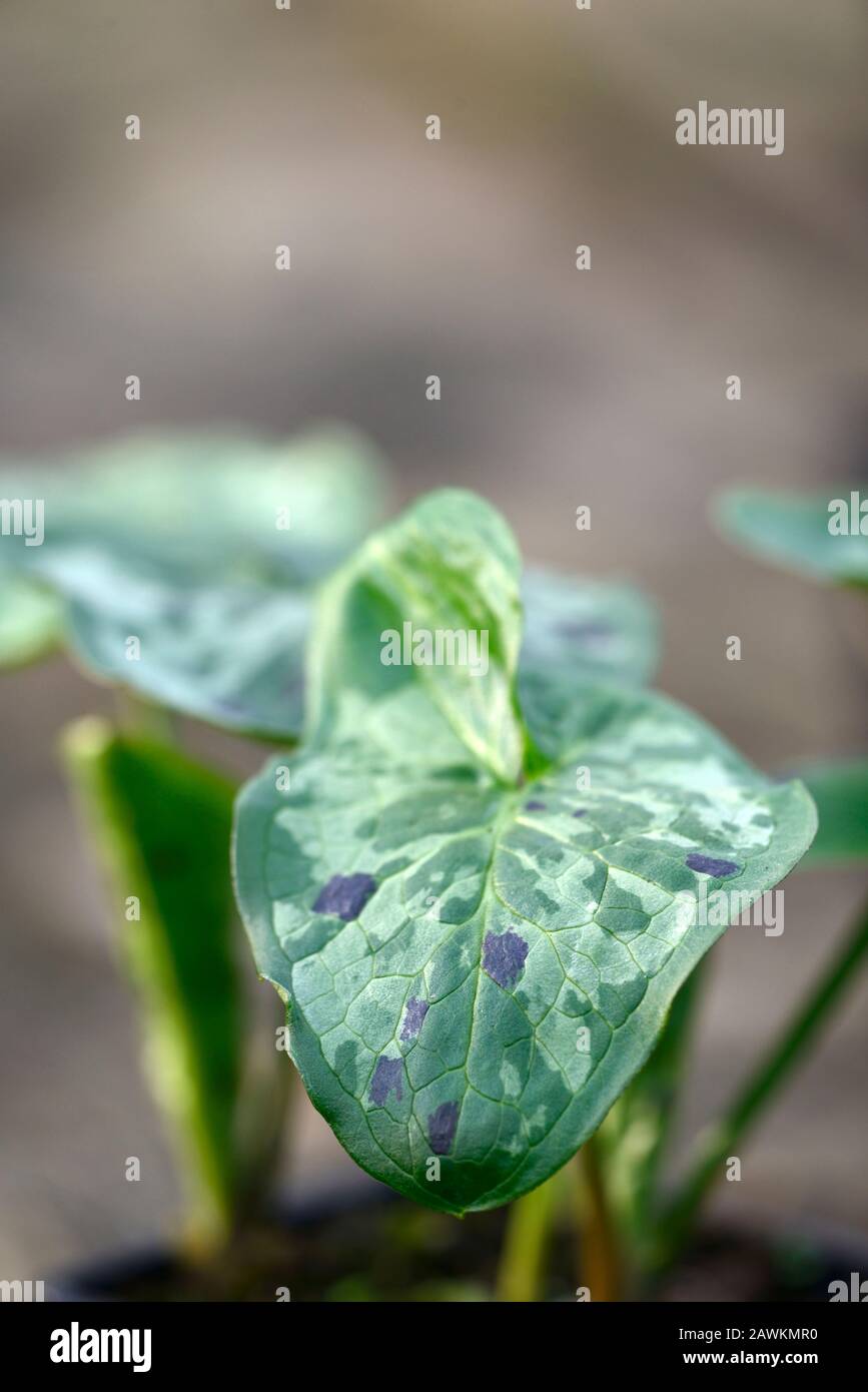 Arum maculatum streaked spectre hi-res stock photography and images - Alamy