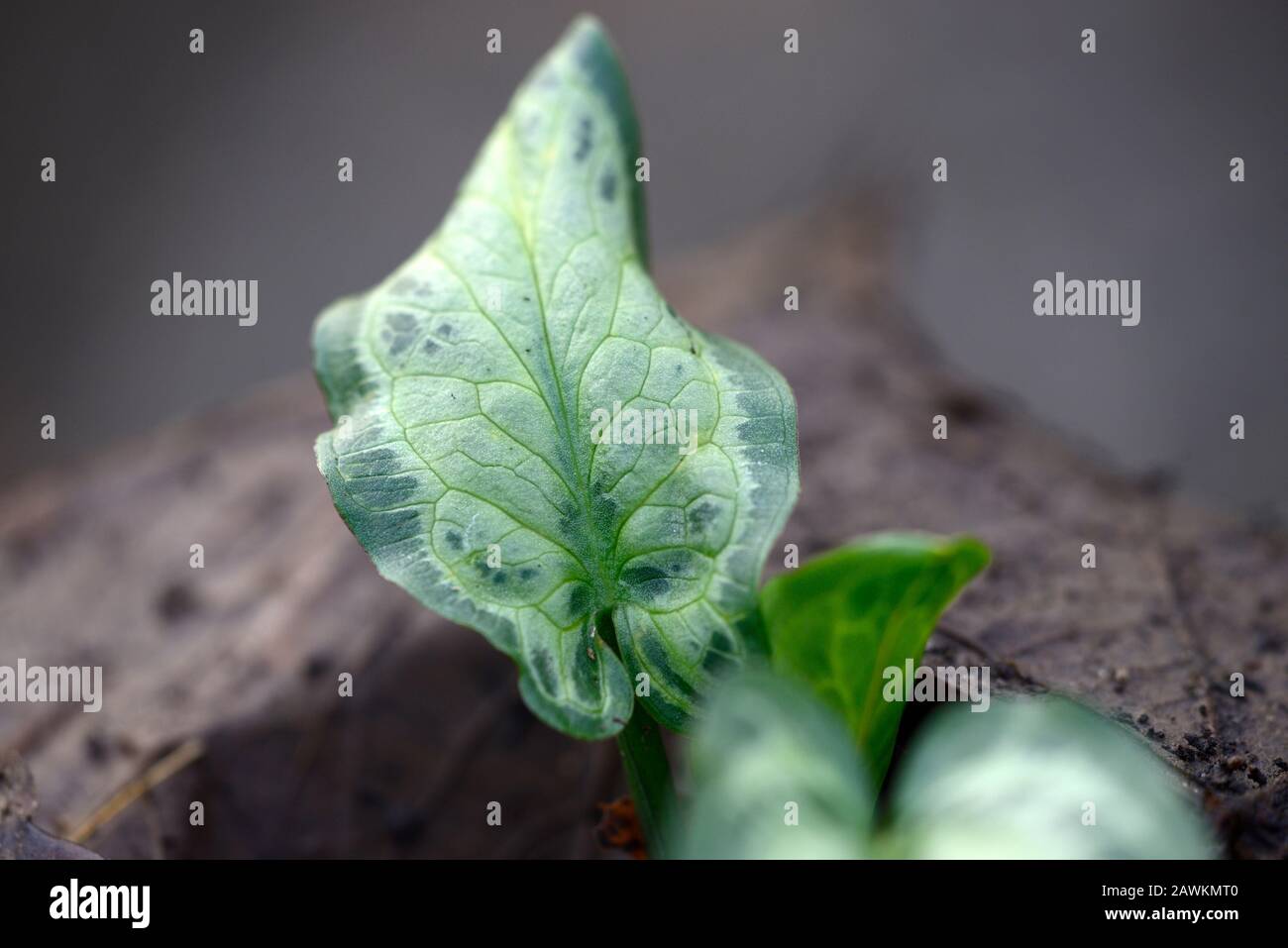 Arum Margaret Owen,mottled,spotted,leaves,foliage,shades of Green ...