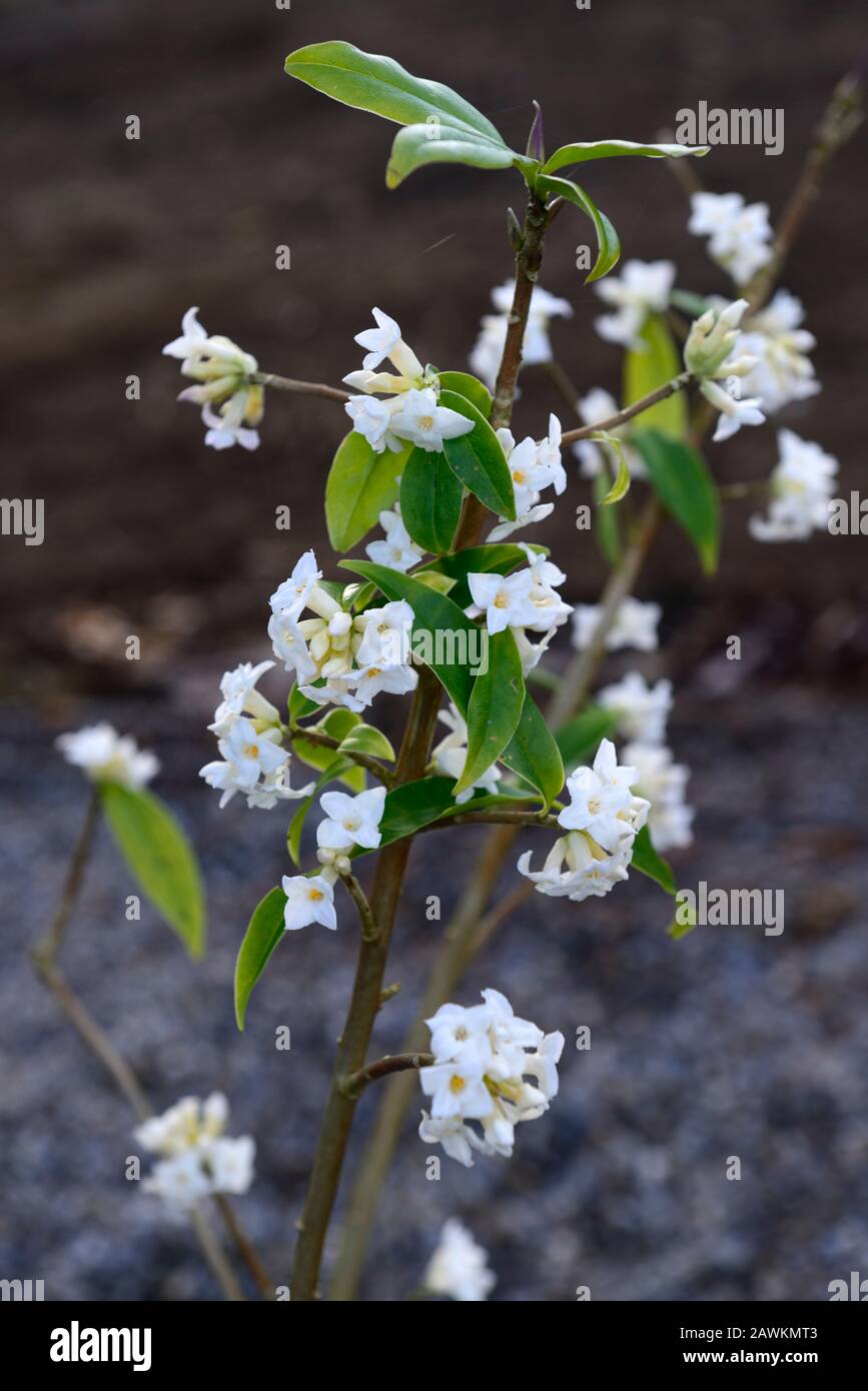 Daphne bholua garden house ghost hi-res stock photography and images ...
