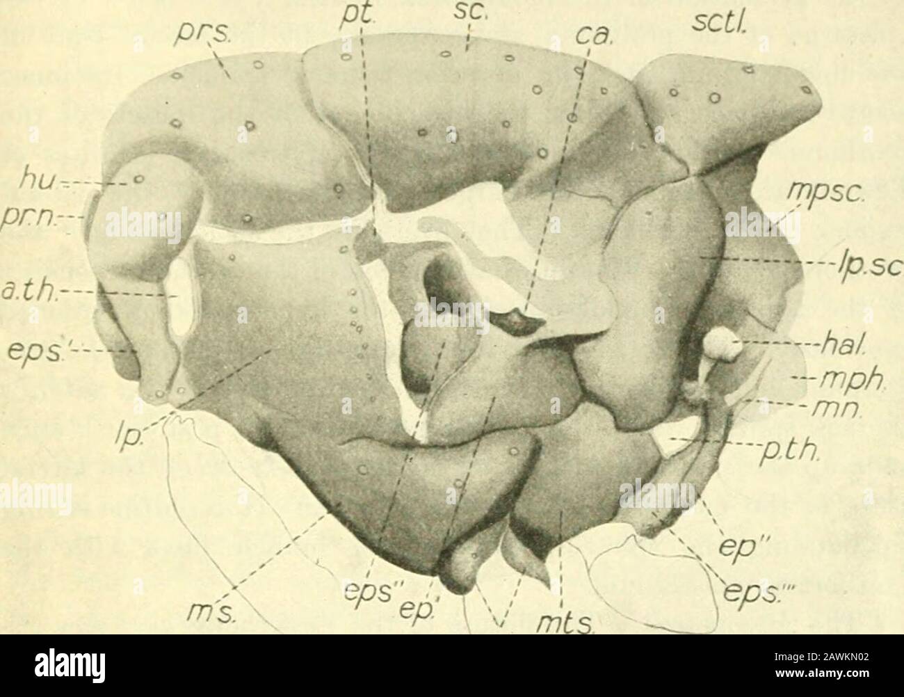 The house-fly, Musca domestica Linn: its structure, habits, development ...