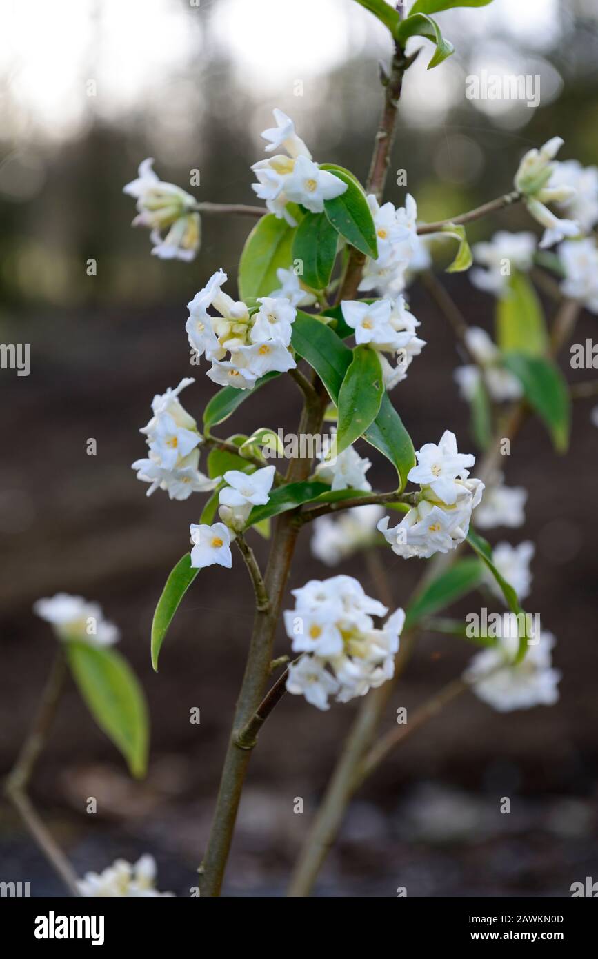 daphne bholua garden house ghost,white flowers,winter flowering shrub ...