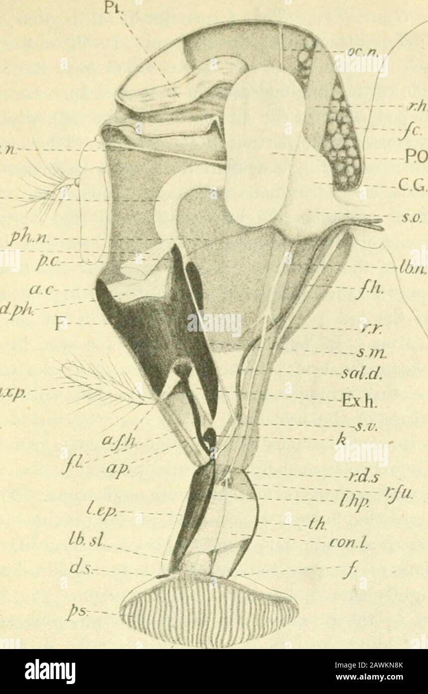 Musca domestica proboscis hi-res stock photography and images - Alamy
