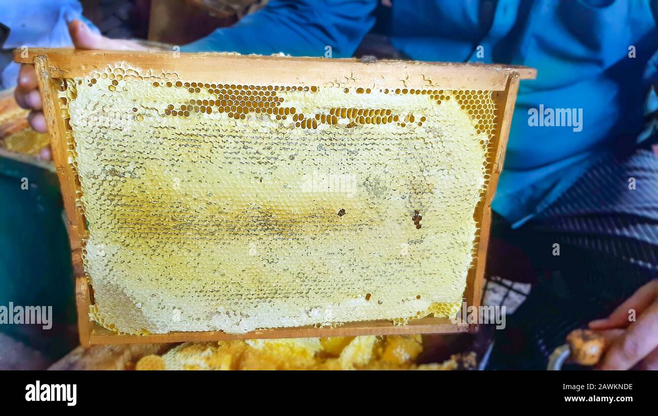 honeycomb frame, wax cells texture of sealed honey Stock Photo - Alamy